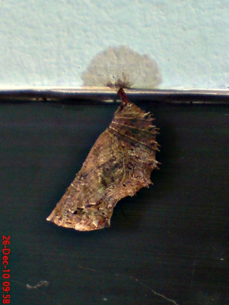 Ulat Berganti Kulit Menjadi Kepompong